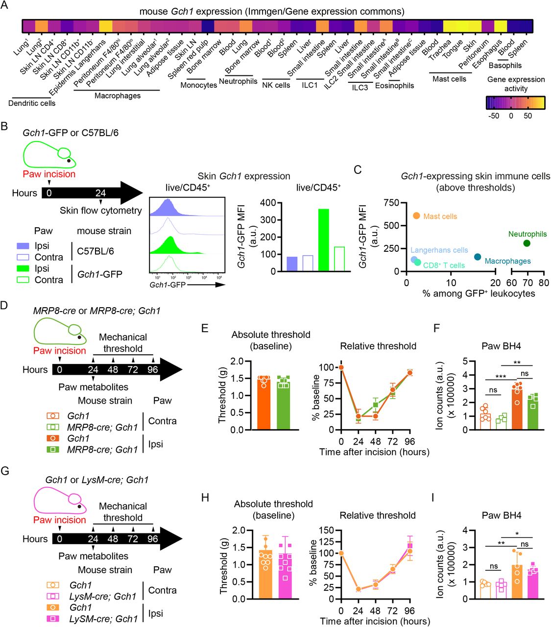 Gch1 Flox Mice | Jackson Laboratory | Bioz