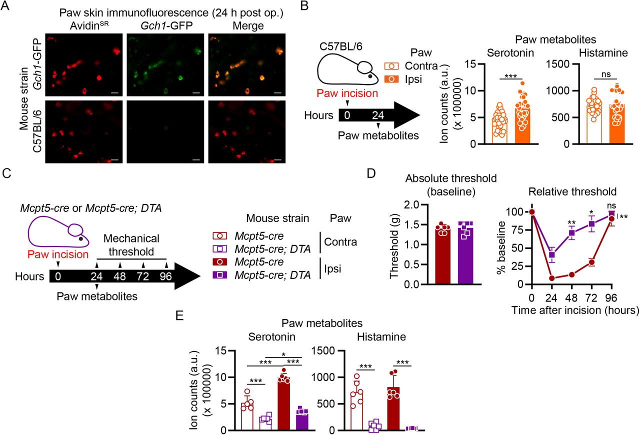 Gch1 Flox Mice | Jackson Laboratory | Bioz