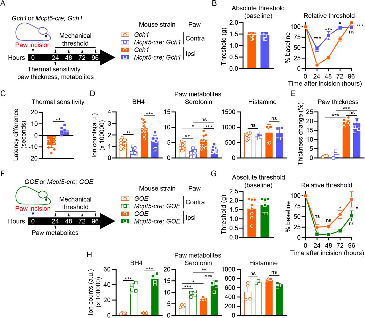 Gch1 Flox Mice | Jackson Laboratory | Bioz