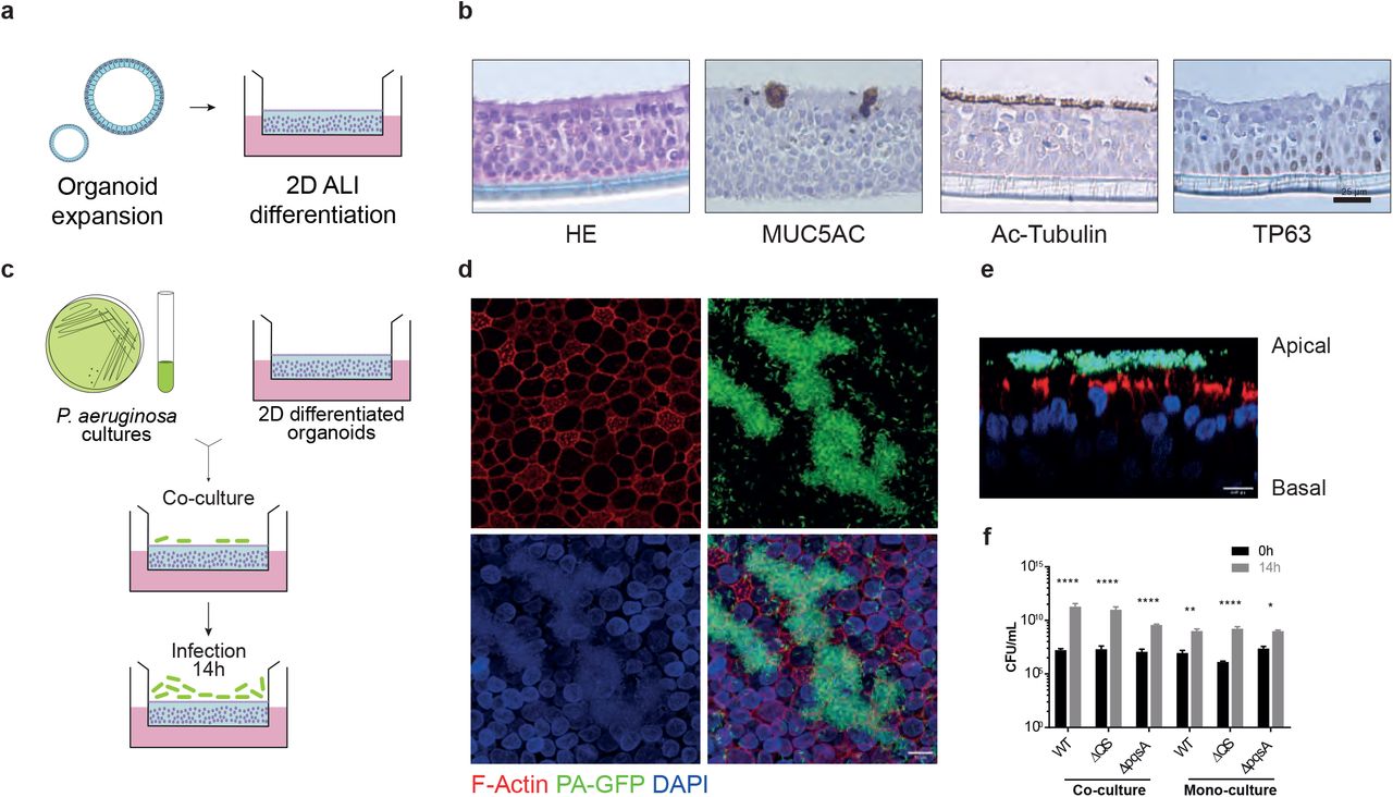 α Muc5ac | Thermo Fisher | Bioz