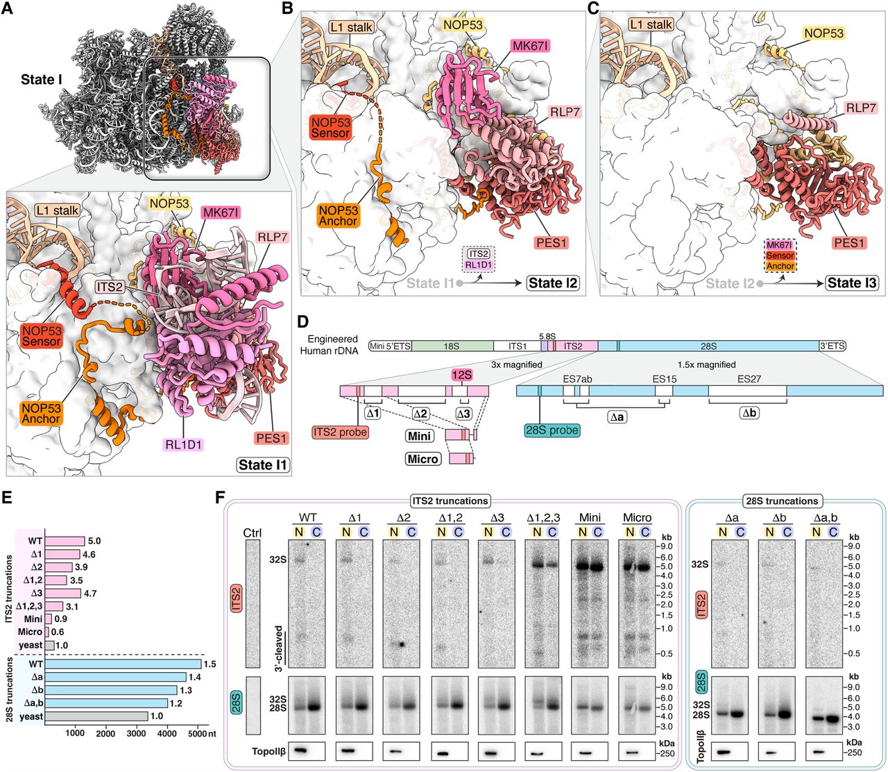 Human Nuclear Ribosome Assembly Factors | Thermo Fisher | Bioz