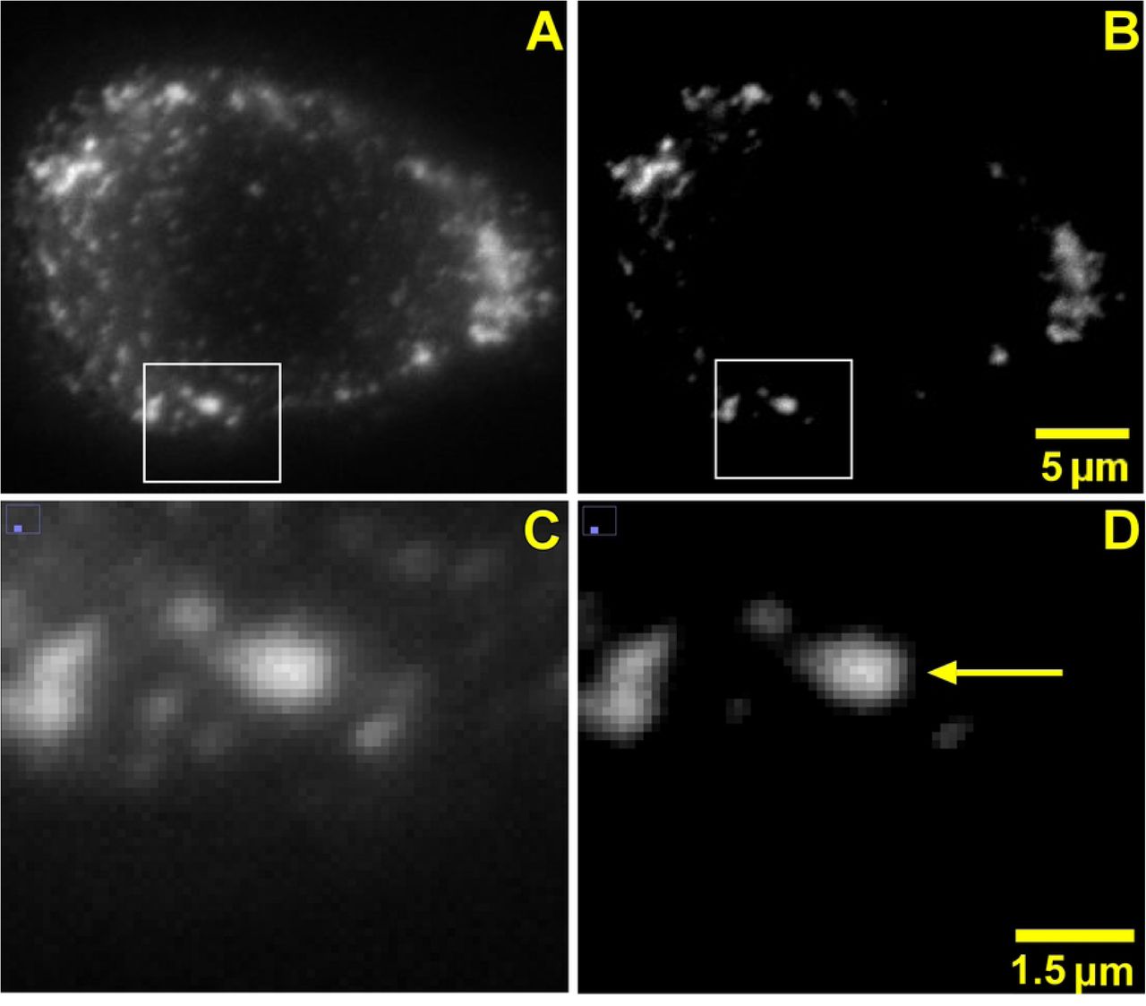 Human Lung Adenocarcinoma A549 Cells | ATCC | Bioz