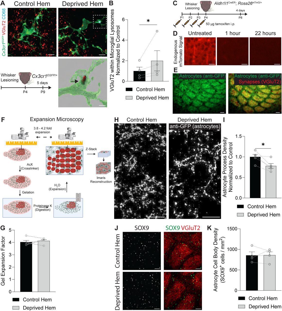 Rosa26 Mtmg | The Jackson Laboratory | Bioz