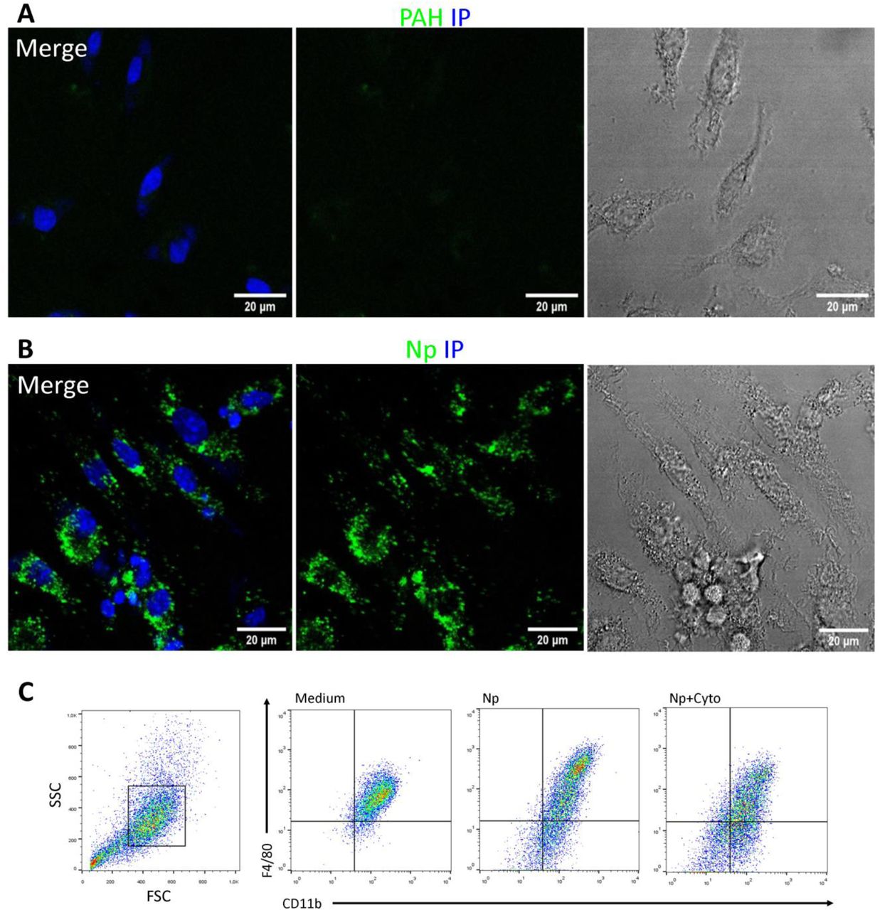 Anti F4 80 Antibody | Thermo Fisher | Bioz