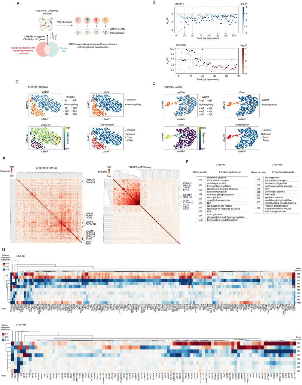 Lysotracker Green Dnd 26 | Cell Signaling Technology Inc | Bioz