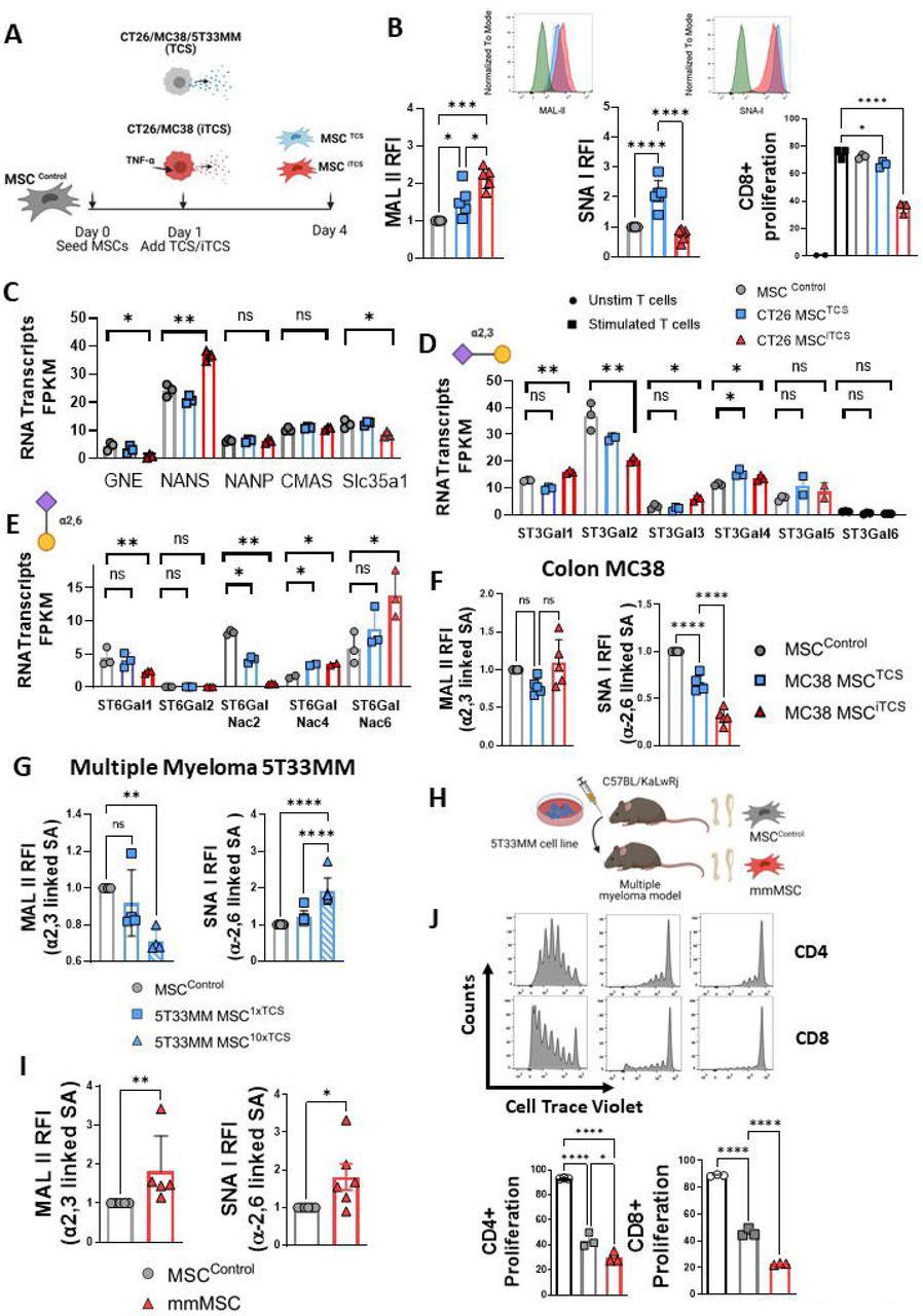 Mouse Colon Adenocarcinoma Ct26 Cells | Thermo Fisher | Bioz