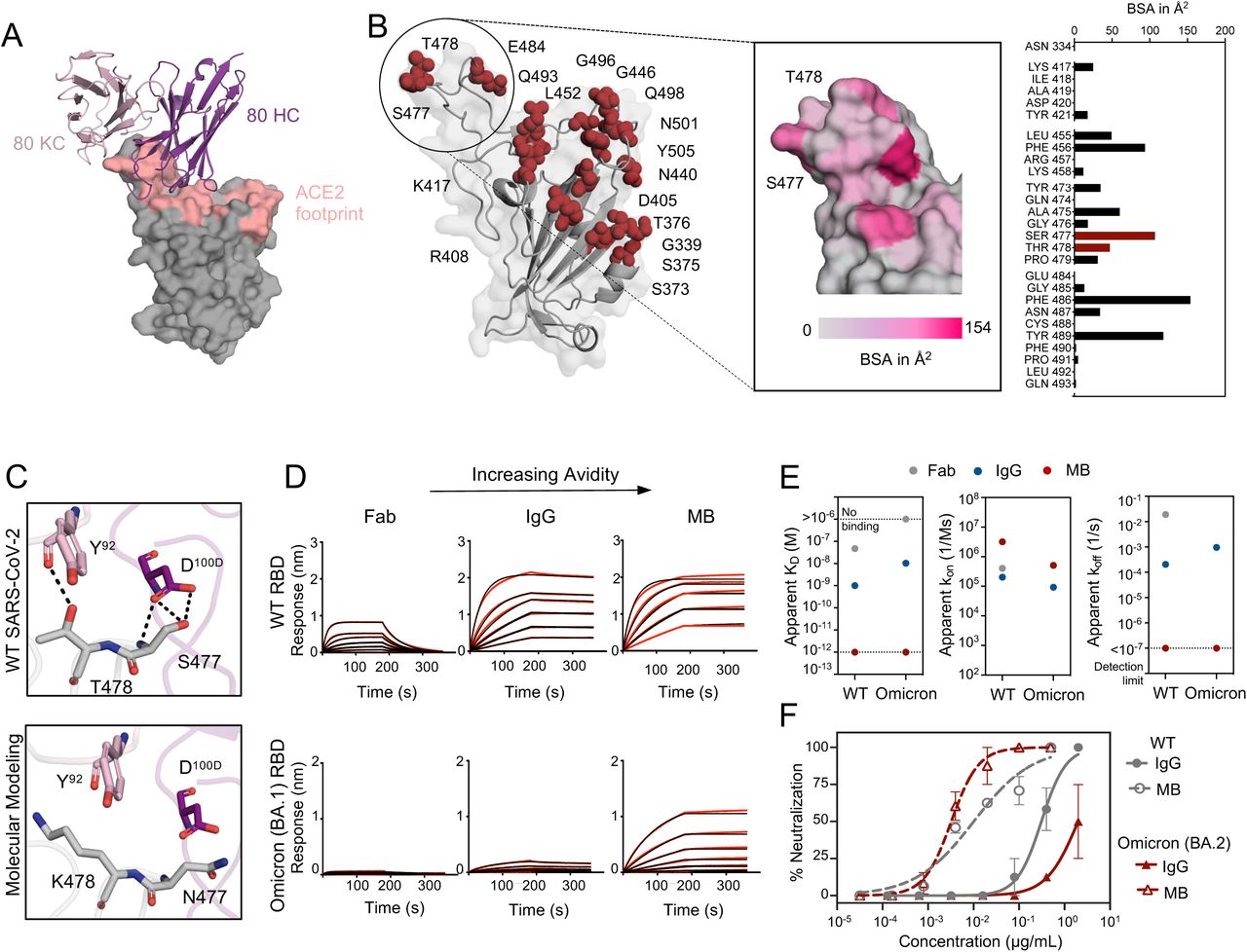 293t Ace2 Cells | ATCC | Bioz