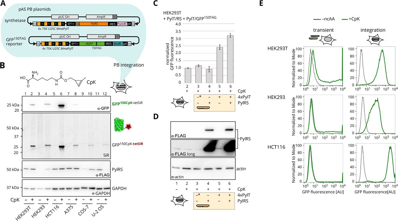 Gfp Reporter | Santa Cruz Biotechnology | Bioz