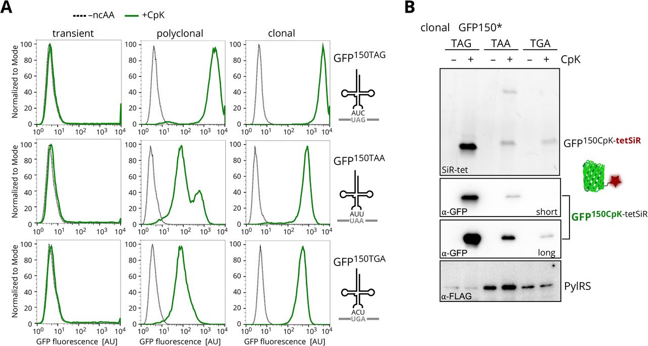 Gfp Reporter | Santa Cruz Biotechnology | Bioz