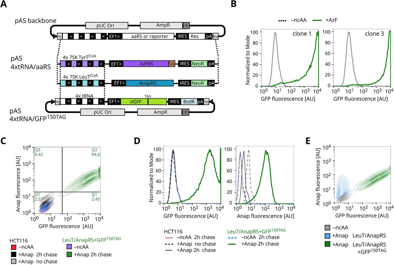 Gfp Reporter | Santa Cruz Biotechnology | Bioz