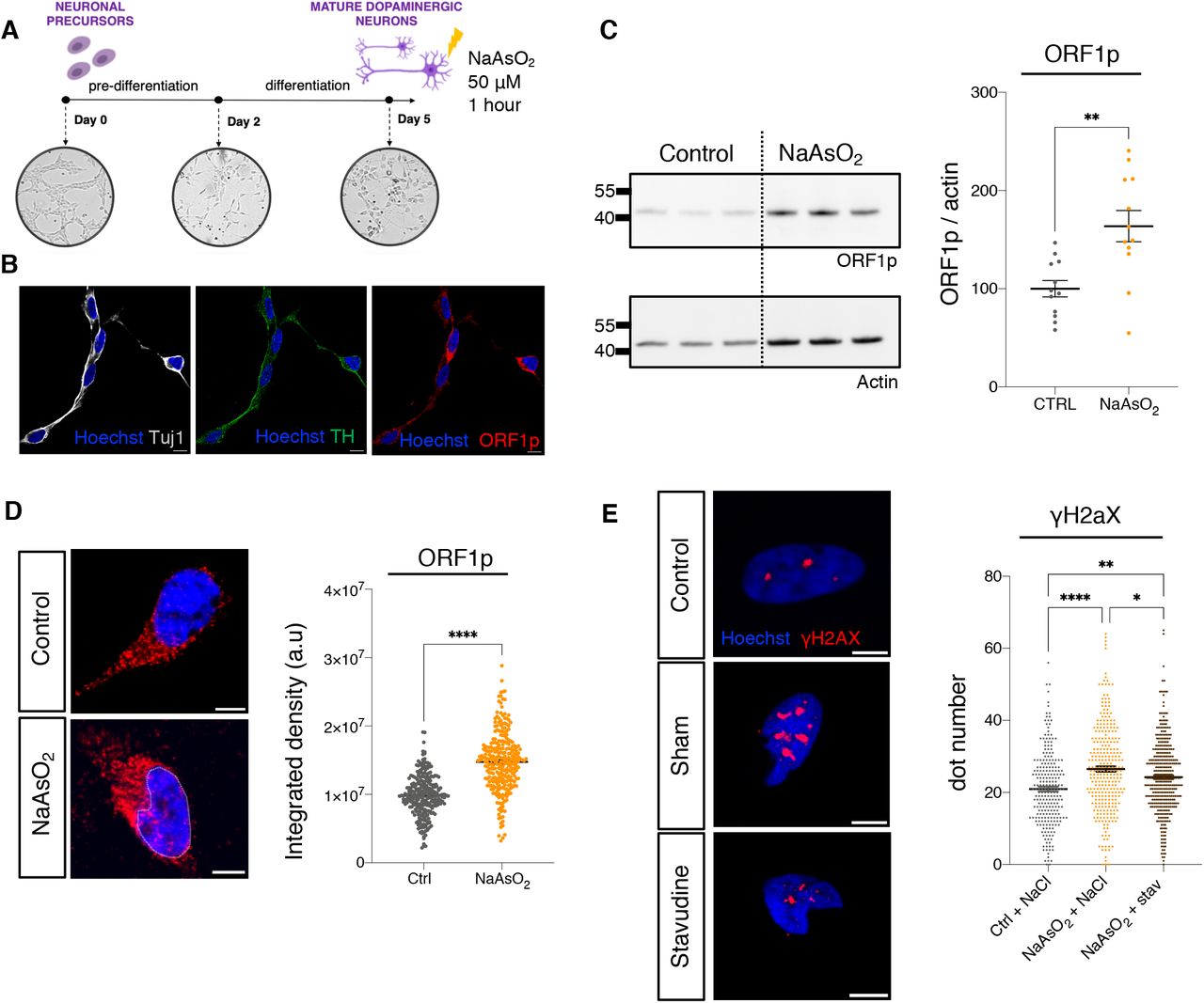 Tuj1 | Abcam | Bioz