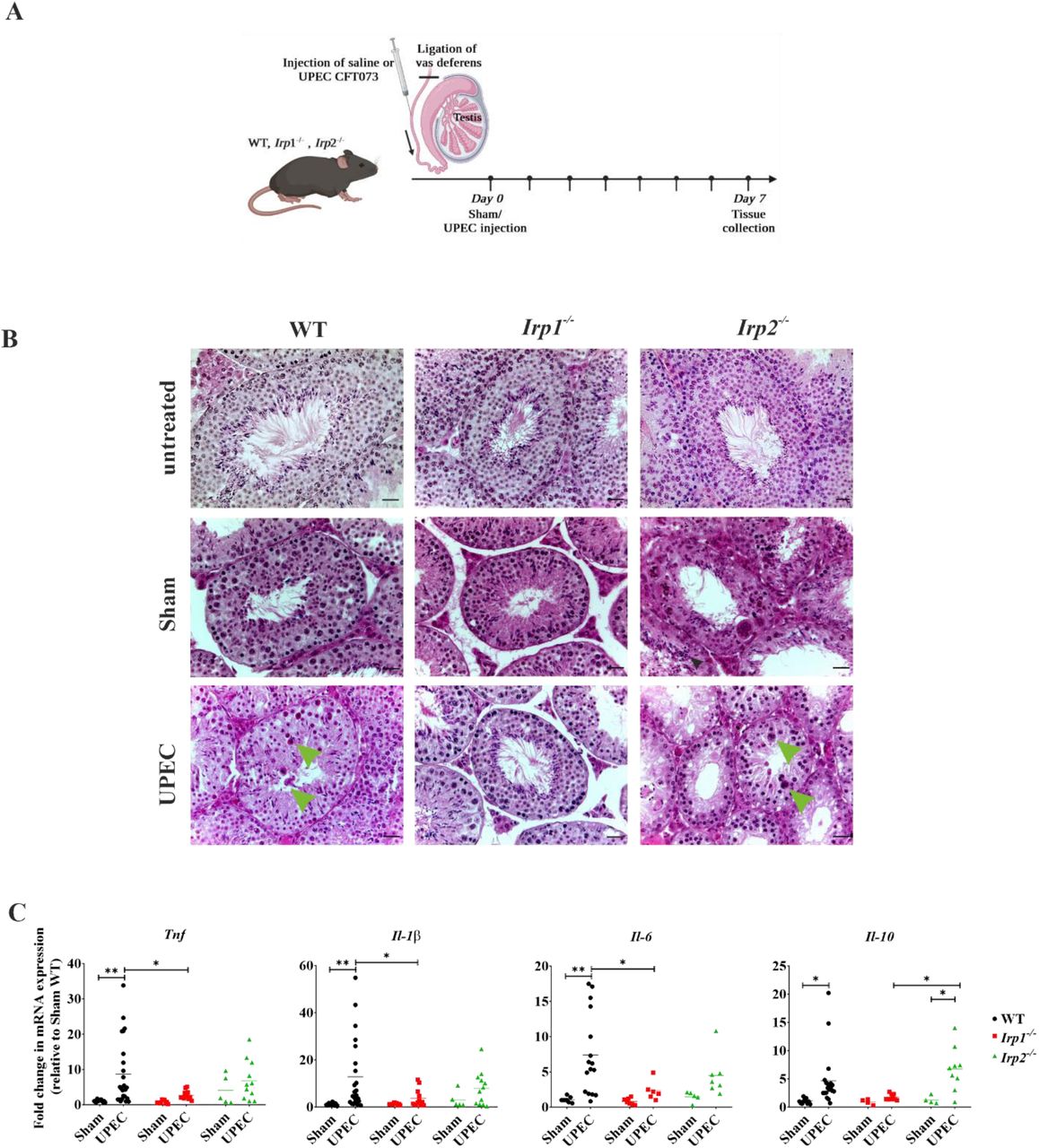 Uropathogenic E Coli Upec Strain Cft073 | ATCC | Bioz