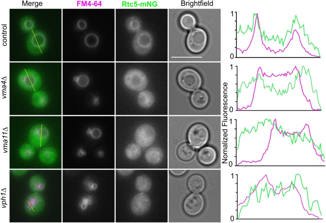 Dye Fm4 64 | Thermo Fisher | Bioz