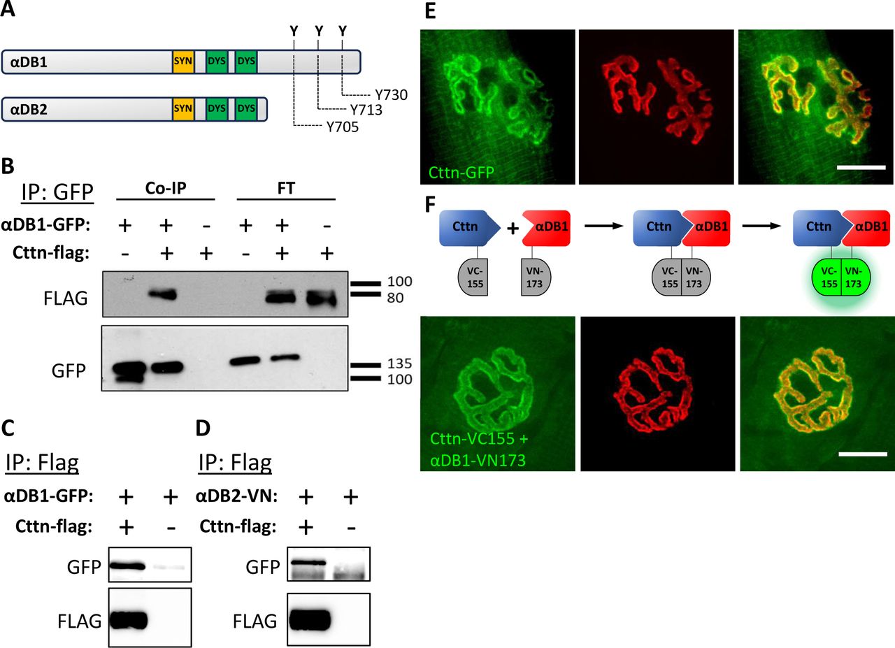 Rabbit Gfp | Abcam | Bioz