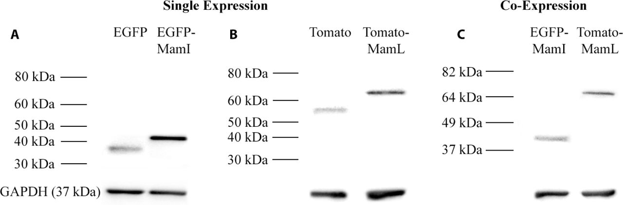 Mda Mb 435 Cells | ATCC | Bioz