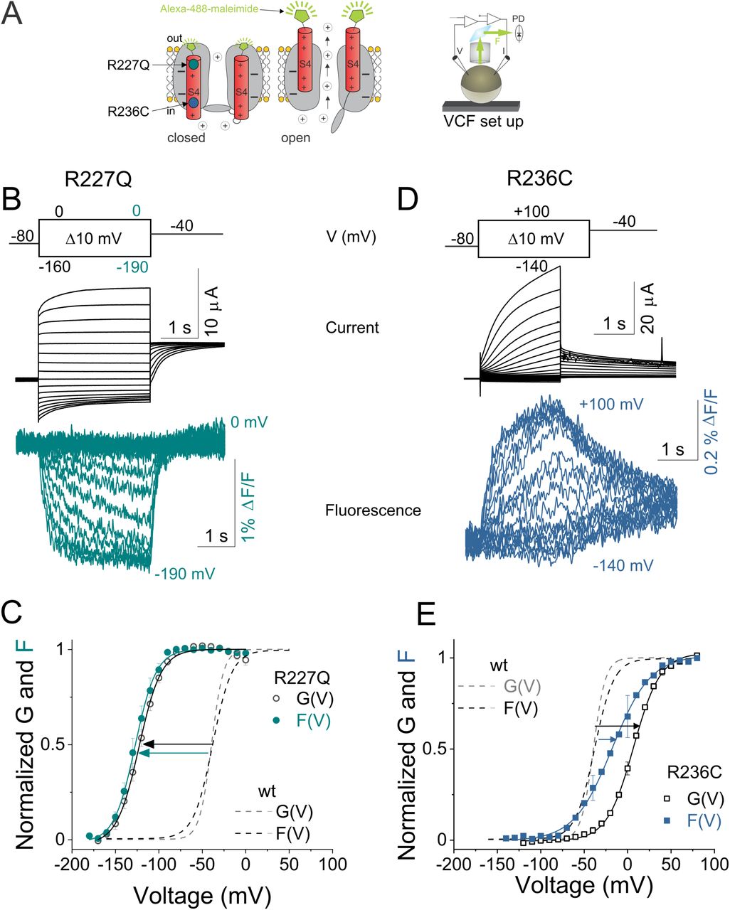 Alexa Fluor 488 C5 Maleimide | Thermo Fisher | Bioz