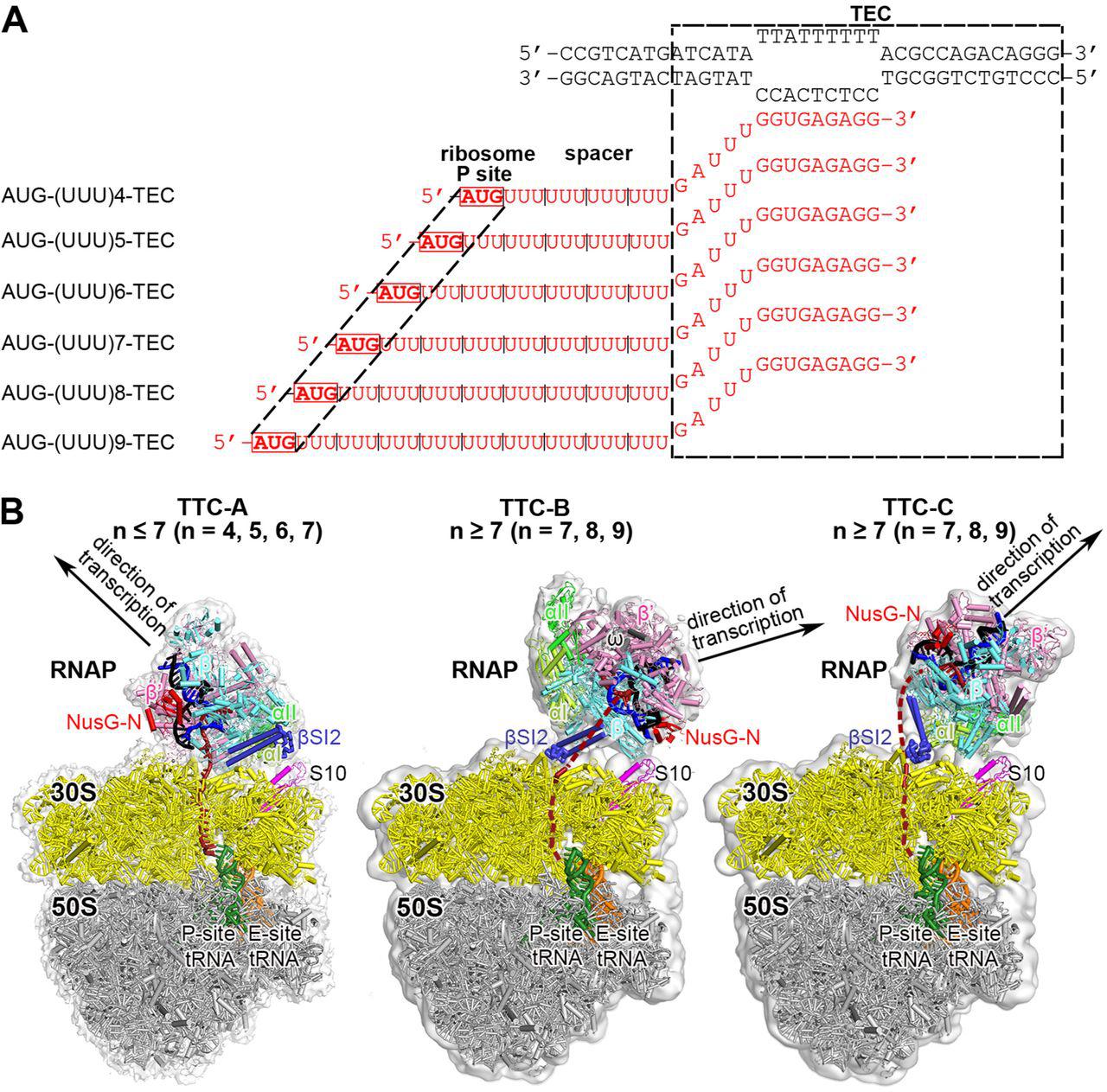 50s E Coli Ribosomal Subunit | Thermo Fisher | Bioz