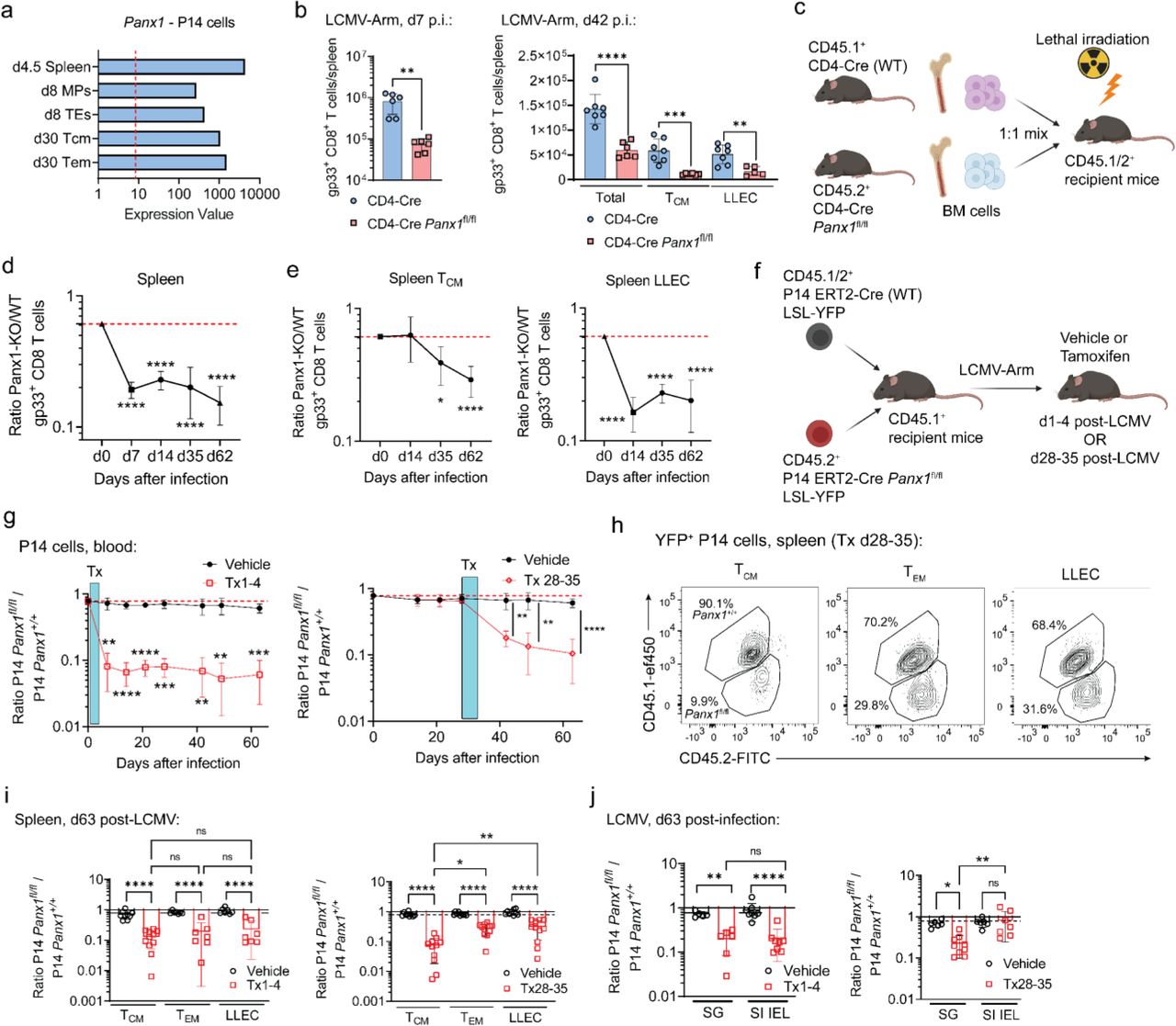 R26 Lsl Yfp | The Jackson Laboratory | Bioz