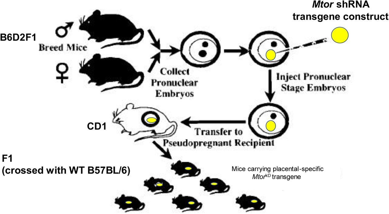 Cd1 Mice | The Jackson Laboratory | Bioz