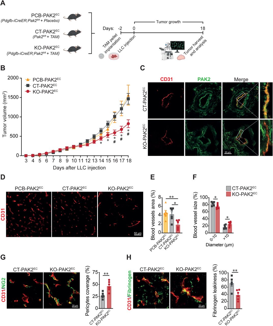 Lewis Lung Carcinoma Llc Cells | ATCC | Bioz