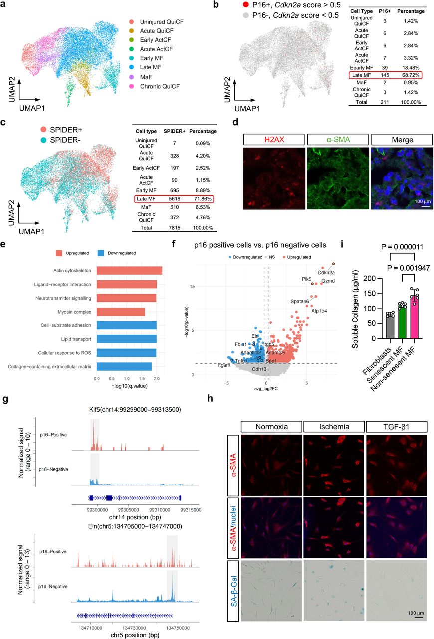 Human Cardiac Fibroblasts Hcfs | Millipore | Bioz