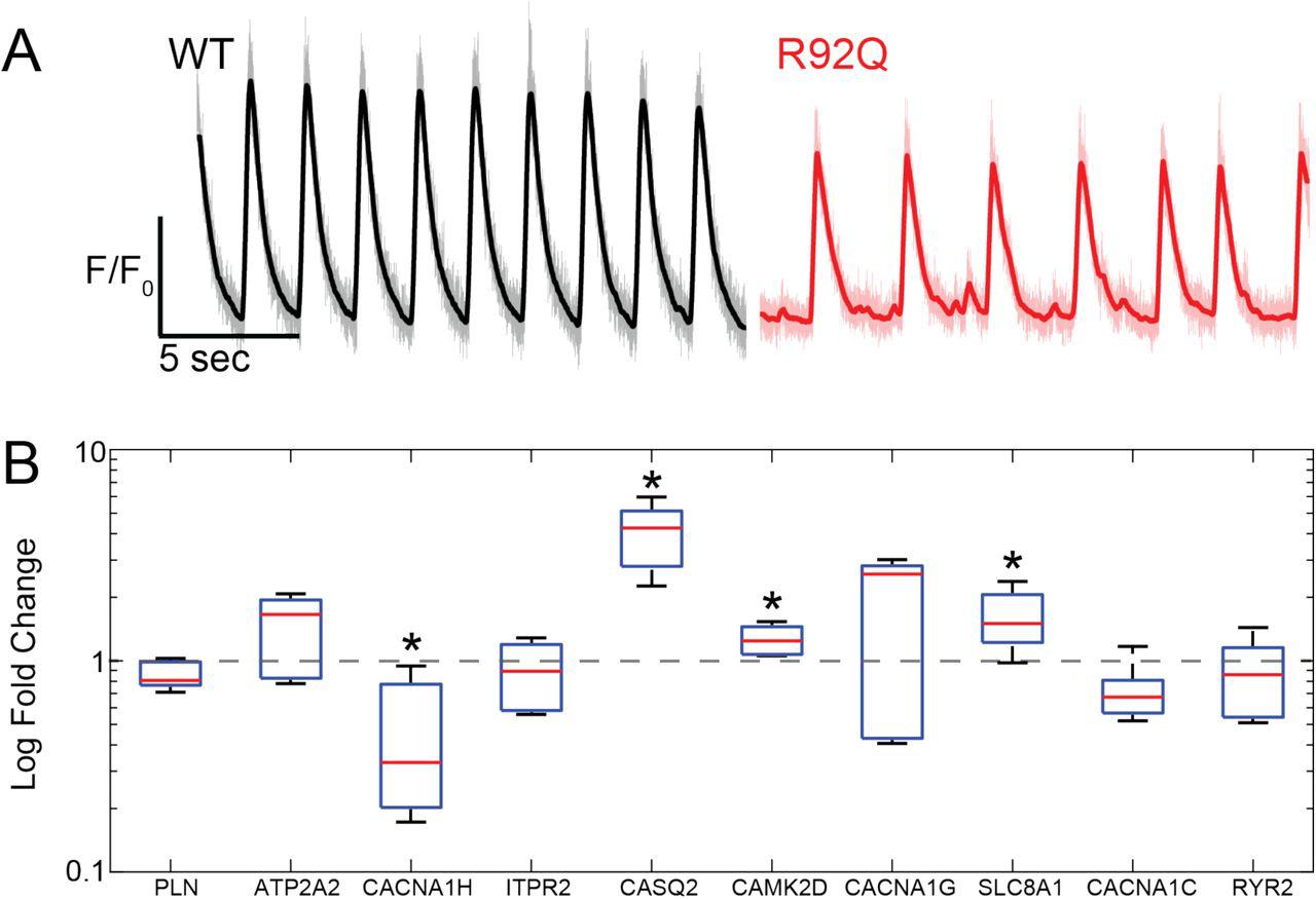 Ratiometric Fluorescent Calcium Indicator Dye Fura Red Am | Thermo ...