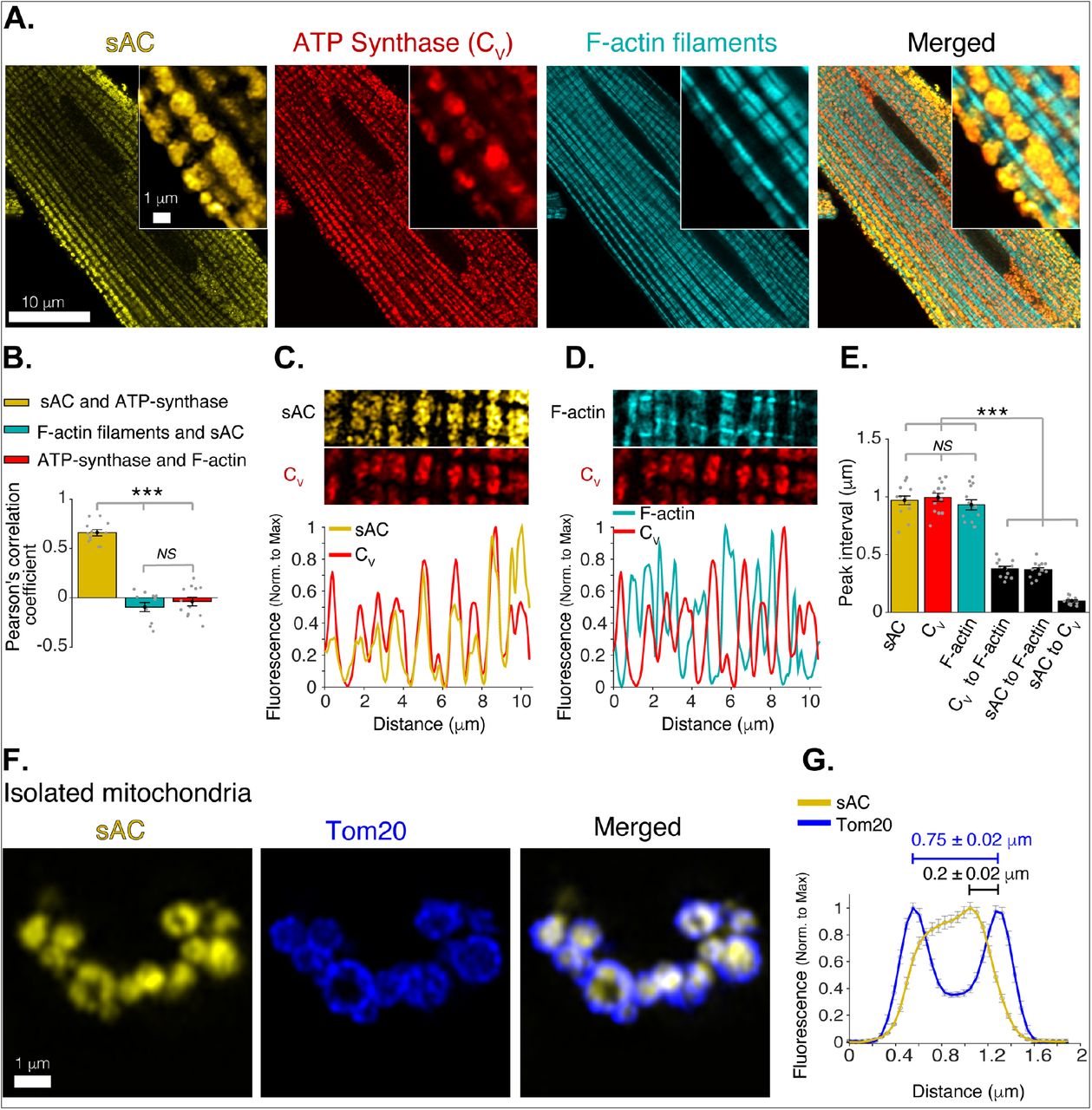 Tom20 Polyclonal Rabbit Antibody | Proteintech | Bioz