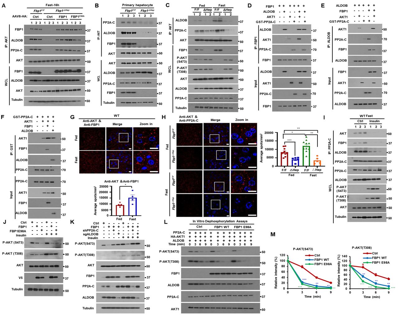 Huh7 Cell Line | ATCC | Bioz