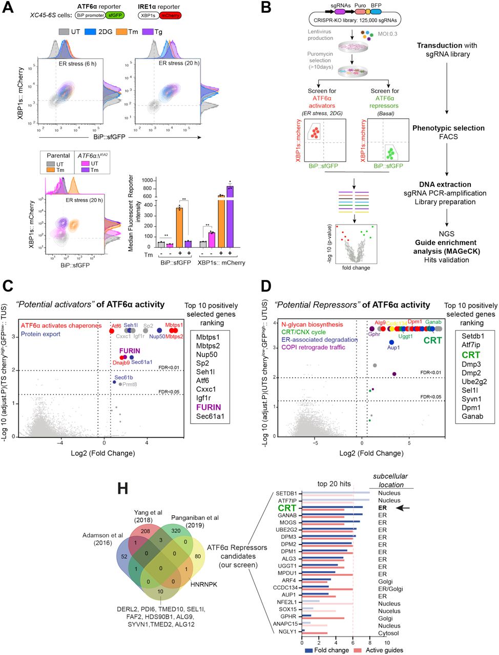 Cho K1 | Thermo Fisher | Bioz