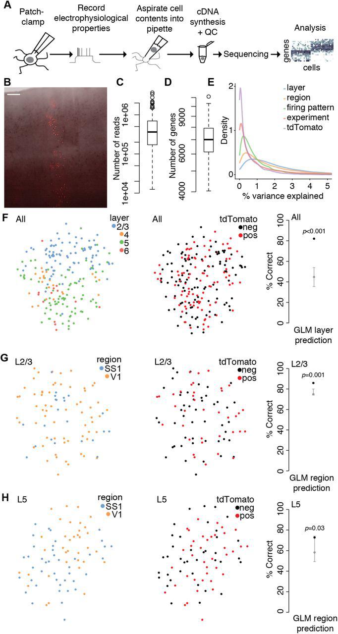 Reporter Line Rosa26 Cag Lsl Tdtomato Wpre | The Jackson Laboratory | Bioz