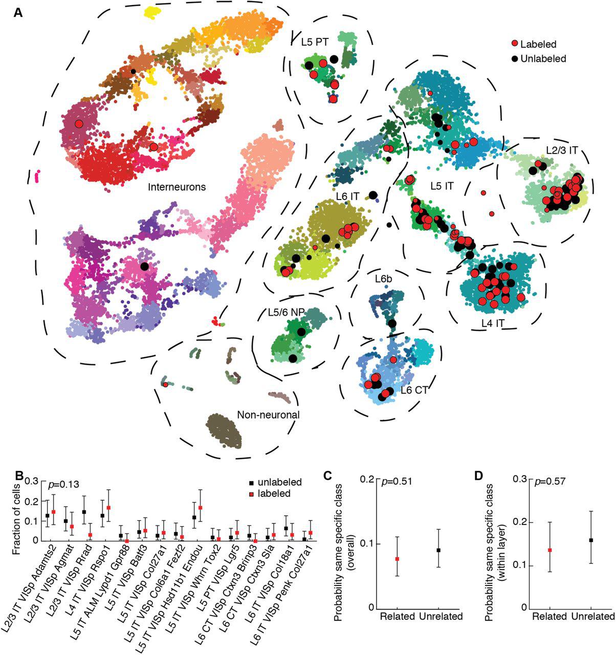 Reporter Line Rosa26 Cag Lsl Tdtomato Wpre | The Jackson Laboratory | Bioz