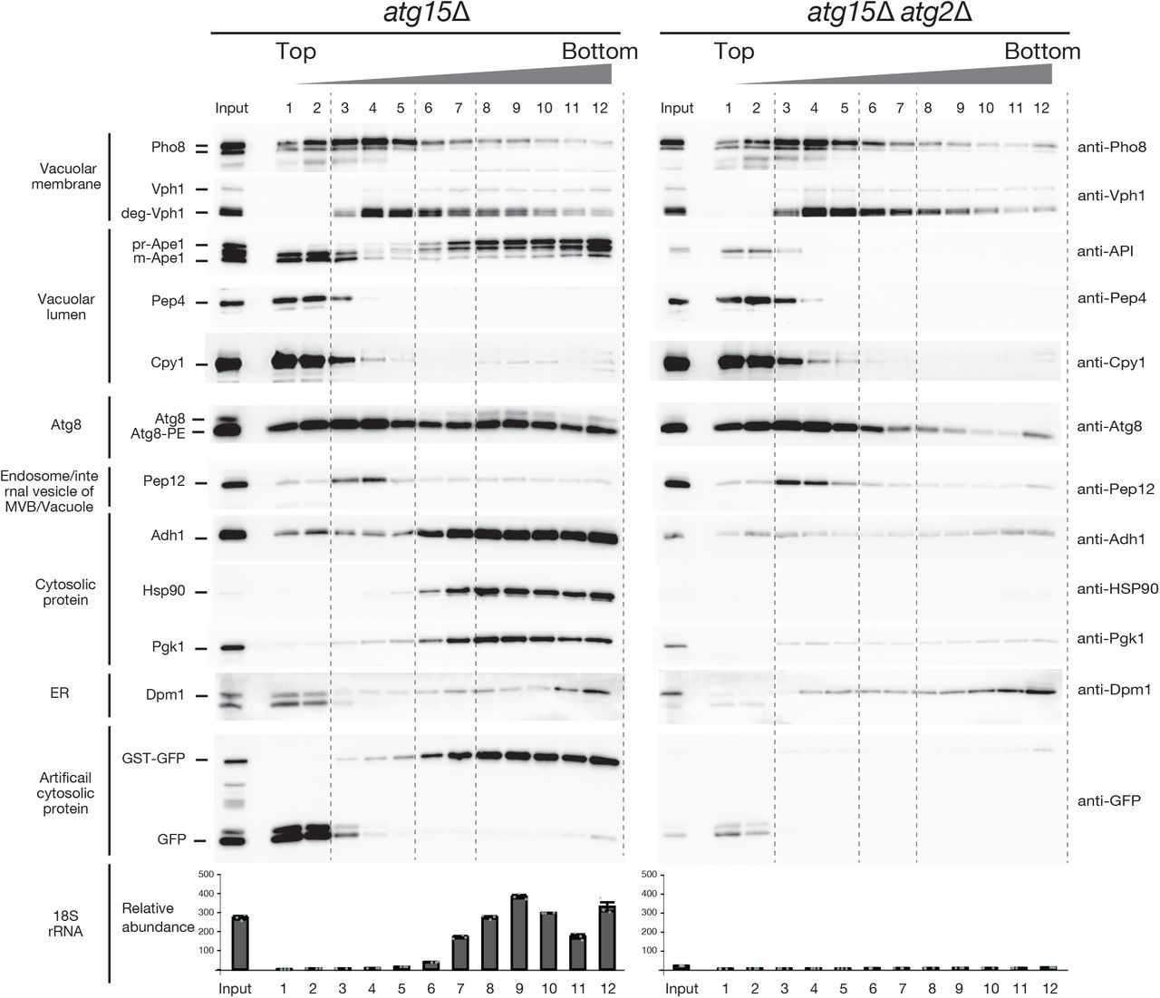 Optiprep Gradient Centrifugation | Thermo Fisher | Bioz
