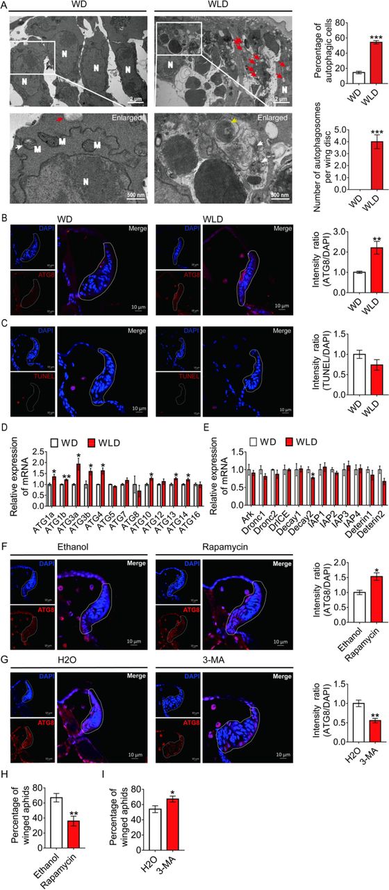 Autophagy Inhibitor 3 Methyladenine 3 Ma | Selleck Chemicals | Bioz