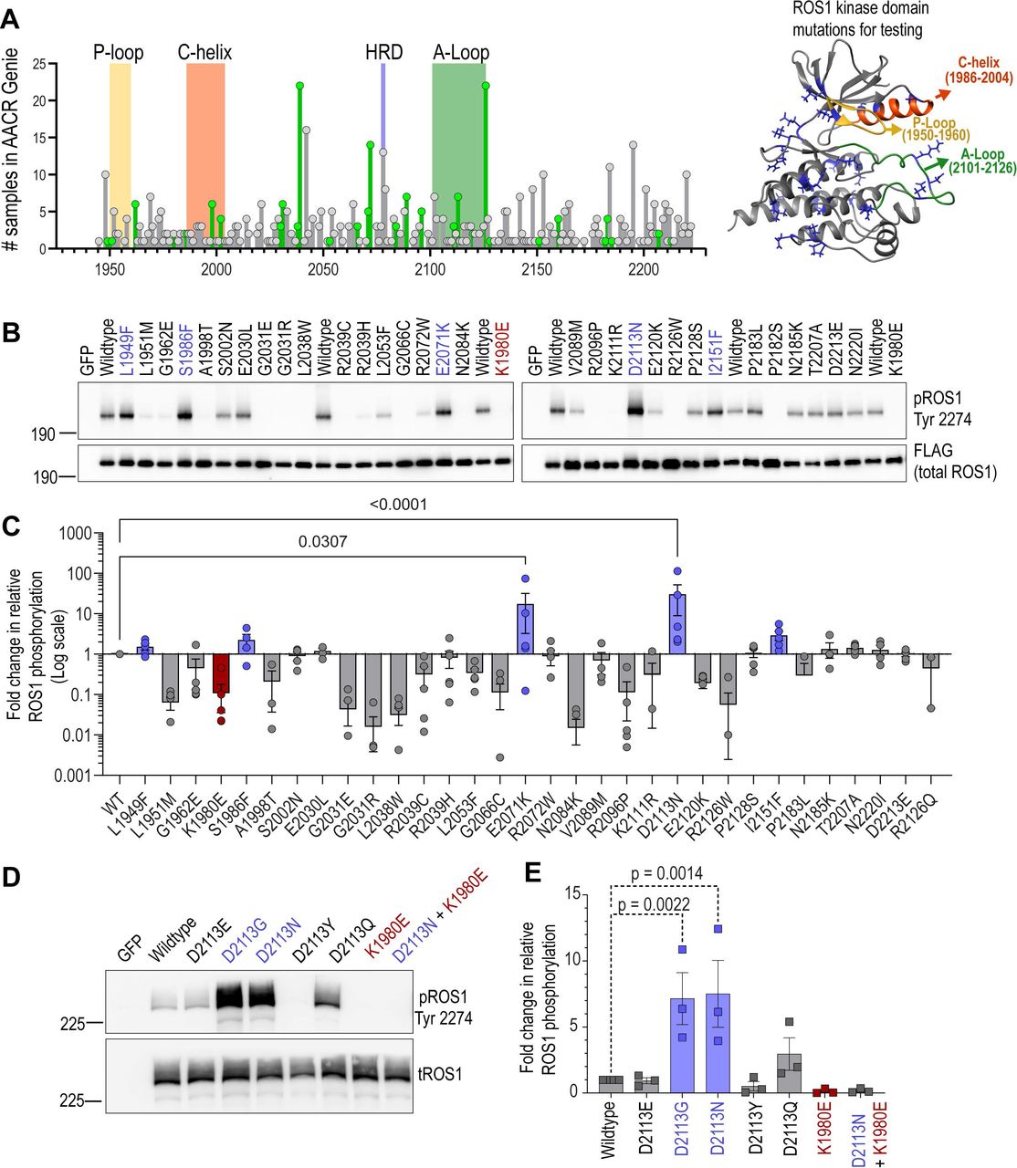 Ros1 | Cell Signaling Technology Inc | Bioz