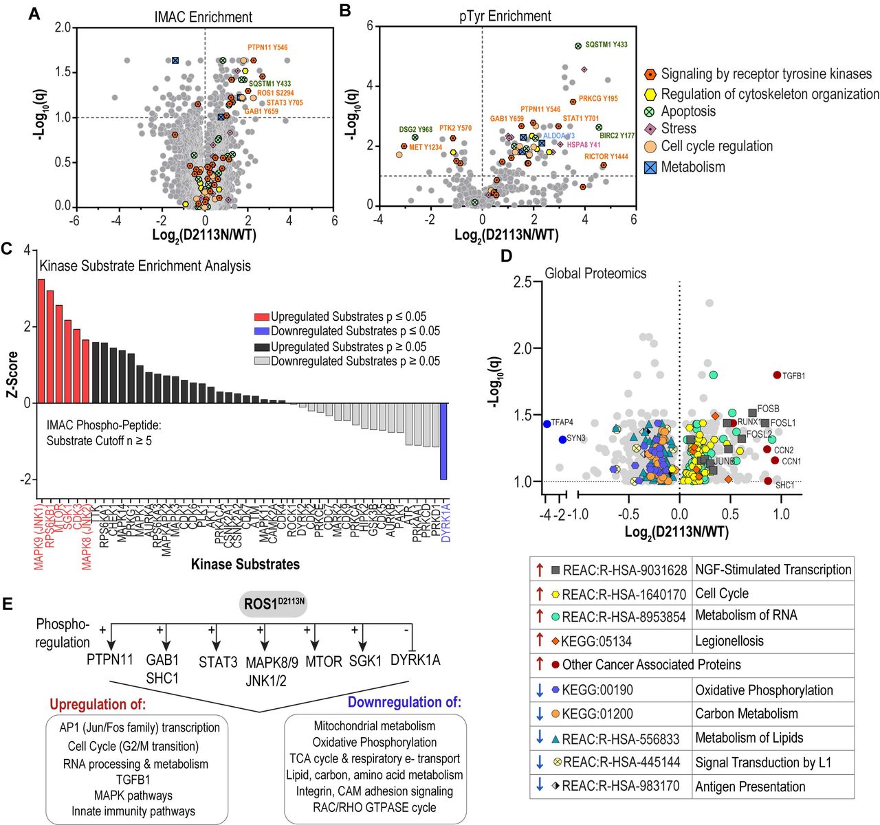 Ros1 | Cell Signaling Technology Inc | Bioz