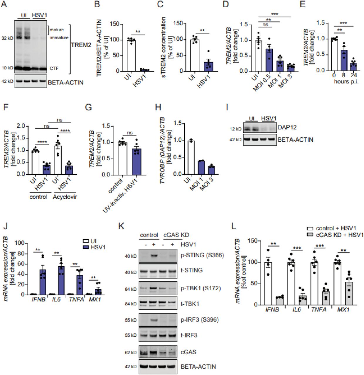 Biotinylated Polyclonal Goat Anti Human Trem2 | R&D Systems | Bioz
