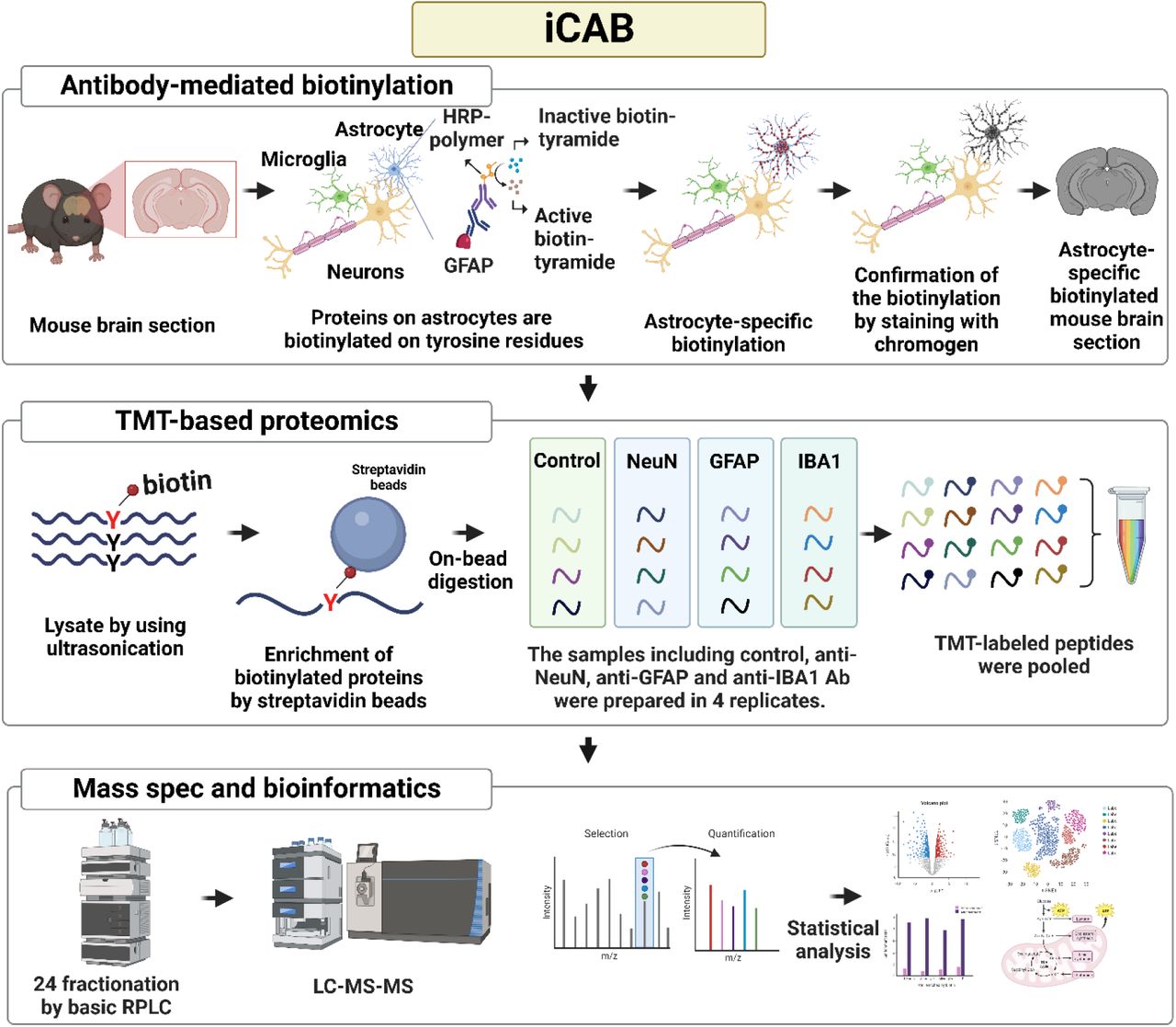 Avidin Biotin Complex Abc Reagent | Vector Laboratories | Bioz