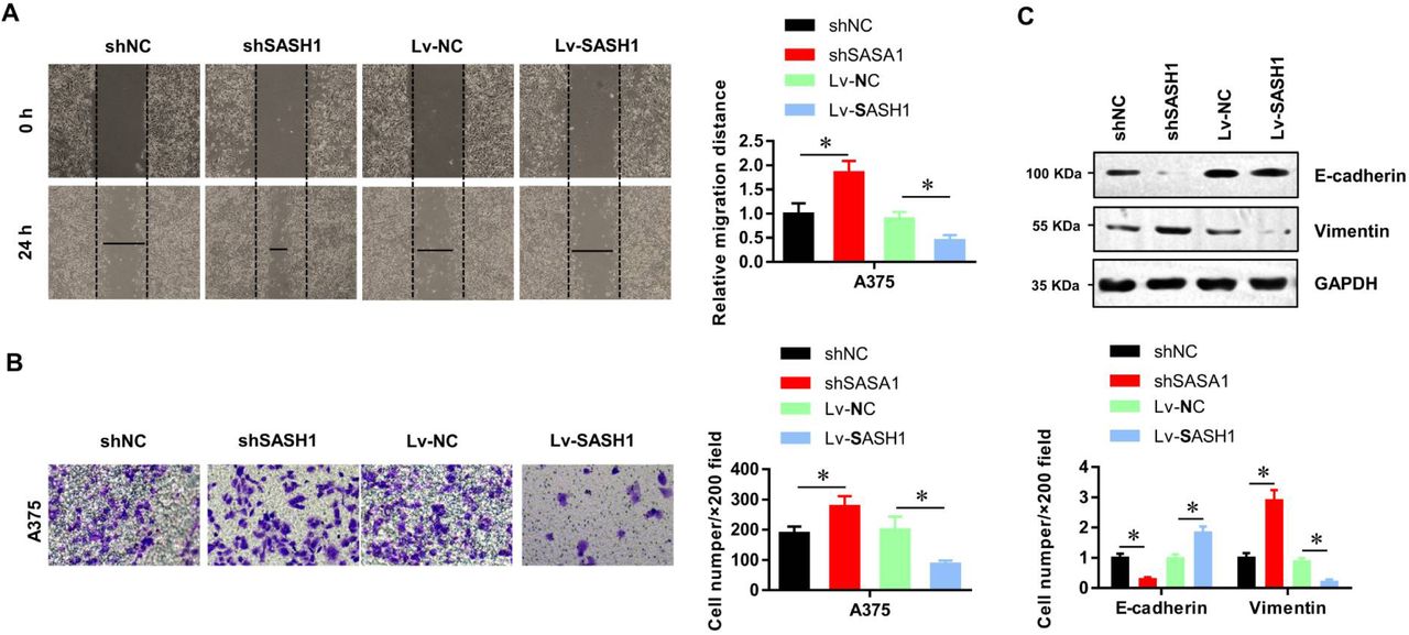 Human Melanoma Cell Lines | ATCC | Bioz