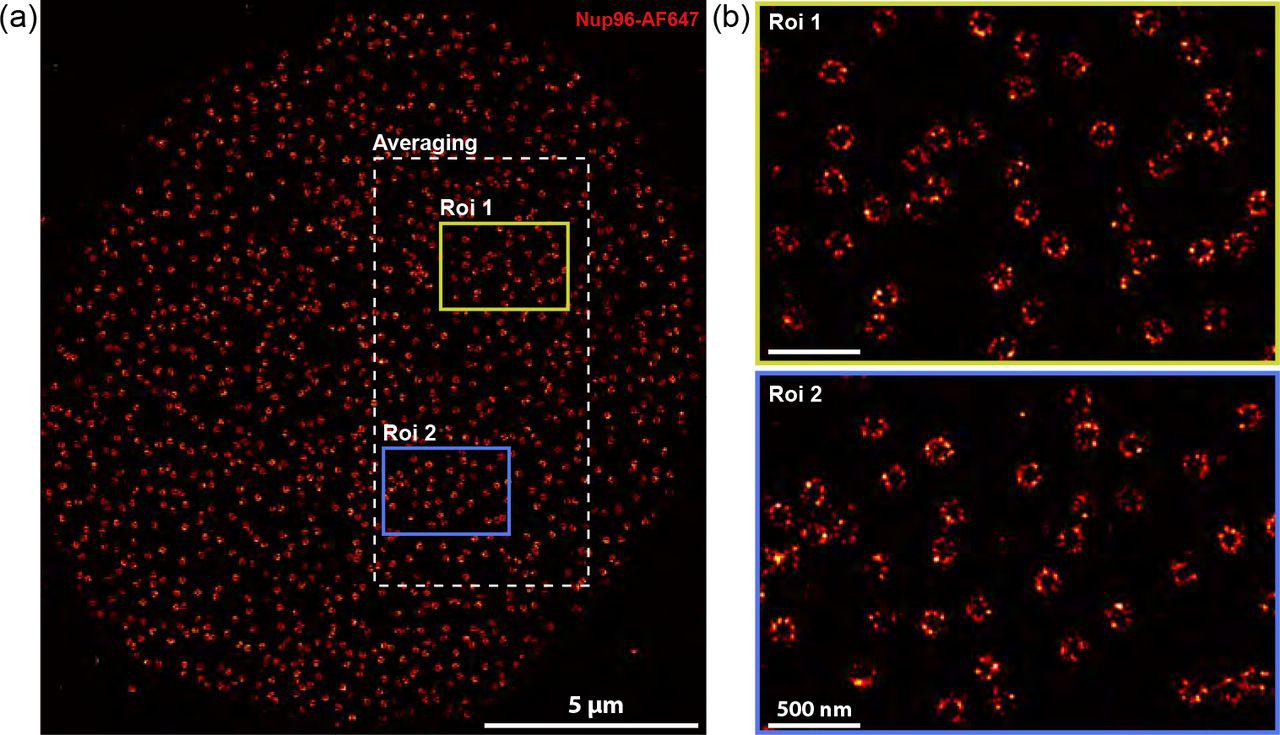 Snap Dye Buffer | New England Biolabs | Bioz