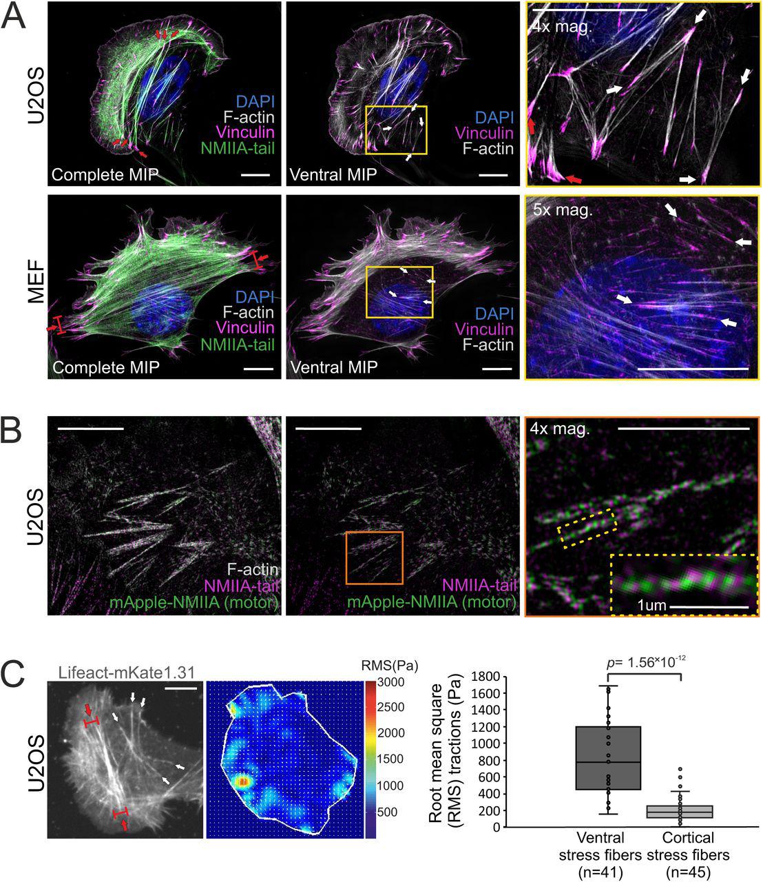 Wild Type Mouse Embryonic Fibroblasts Mefs | ATCC | Bioz