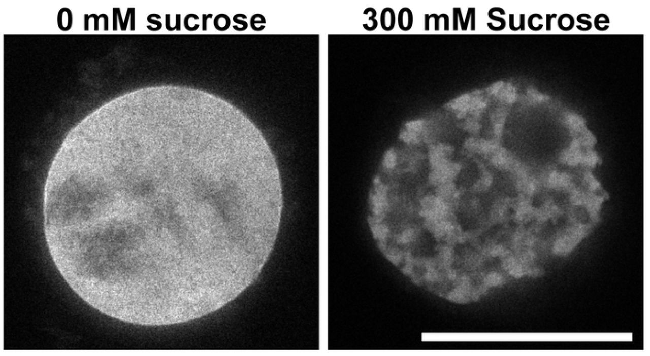 Hl 60 S4 | ATCC | Bioz