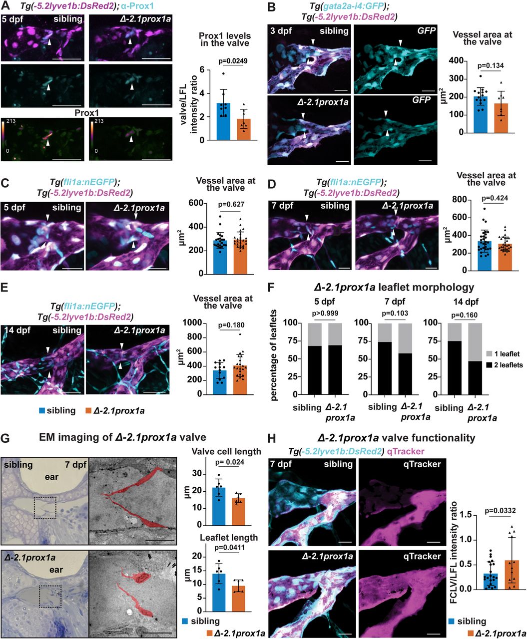 Rabbit Anti Prox1 | AngioBio | Bioz