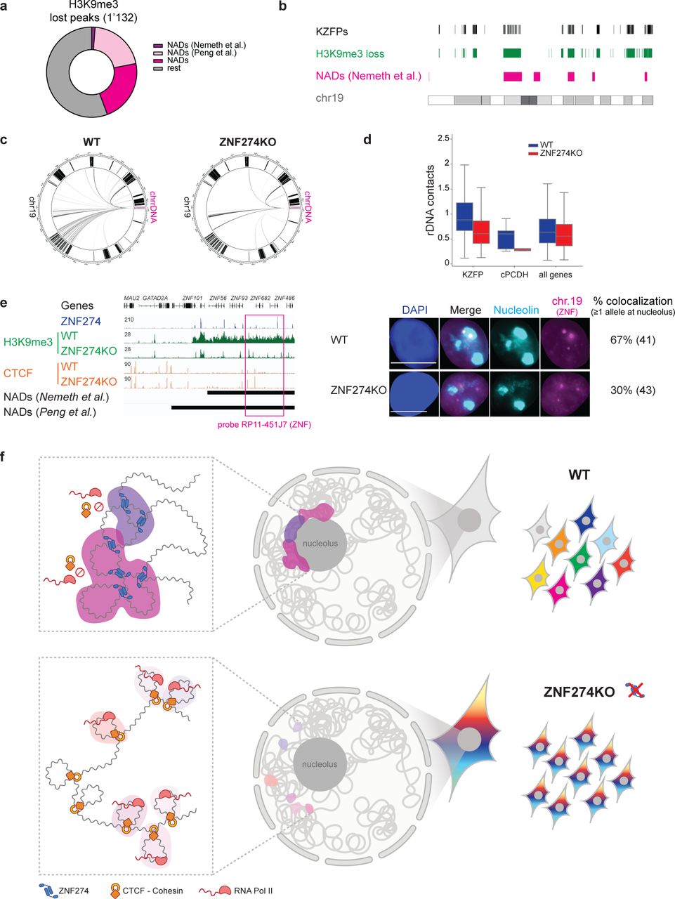 Anti H3k9me3 Primary Antibody | Active Motif | Bioz