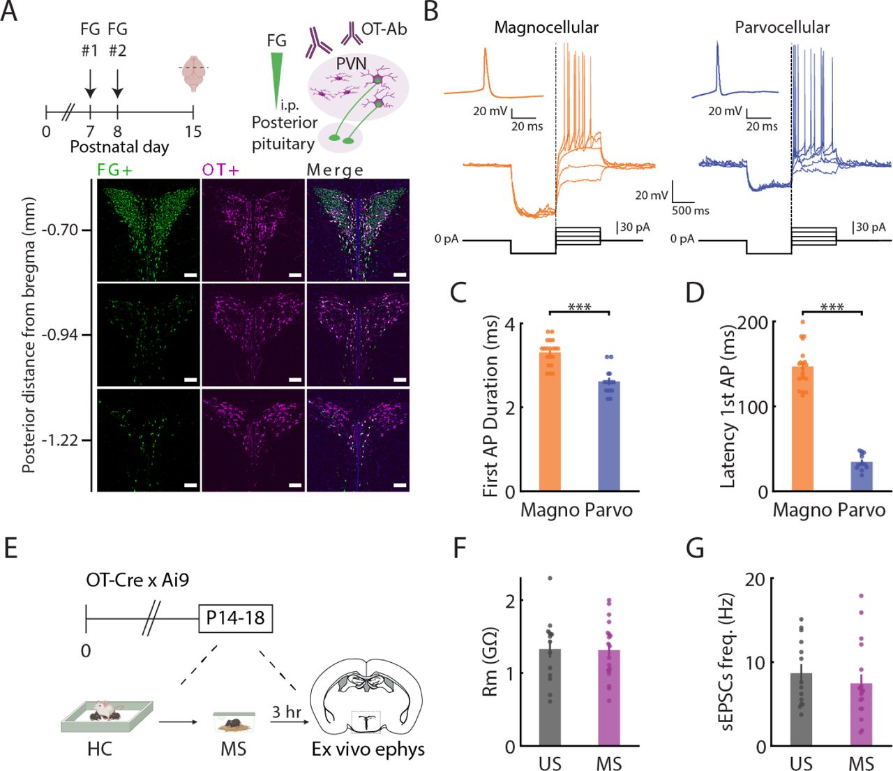 Fluorogold Fg | Biotium | Bioz