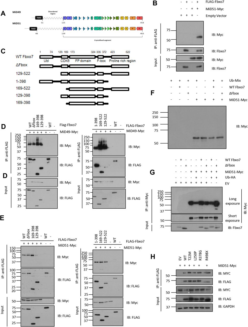 Ubiquitin Conjugation Reaction Buffer | Bio-Techne corporation | Bioz