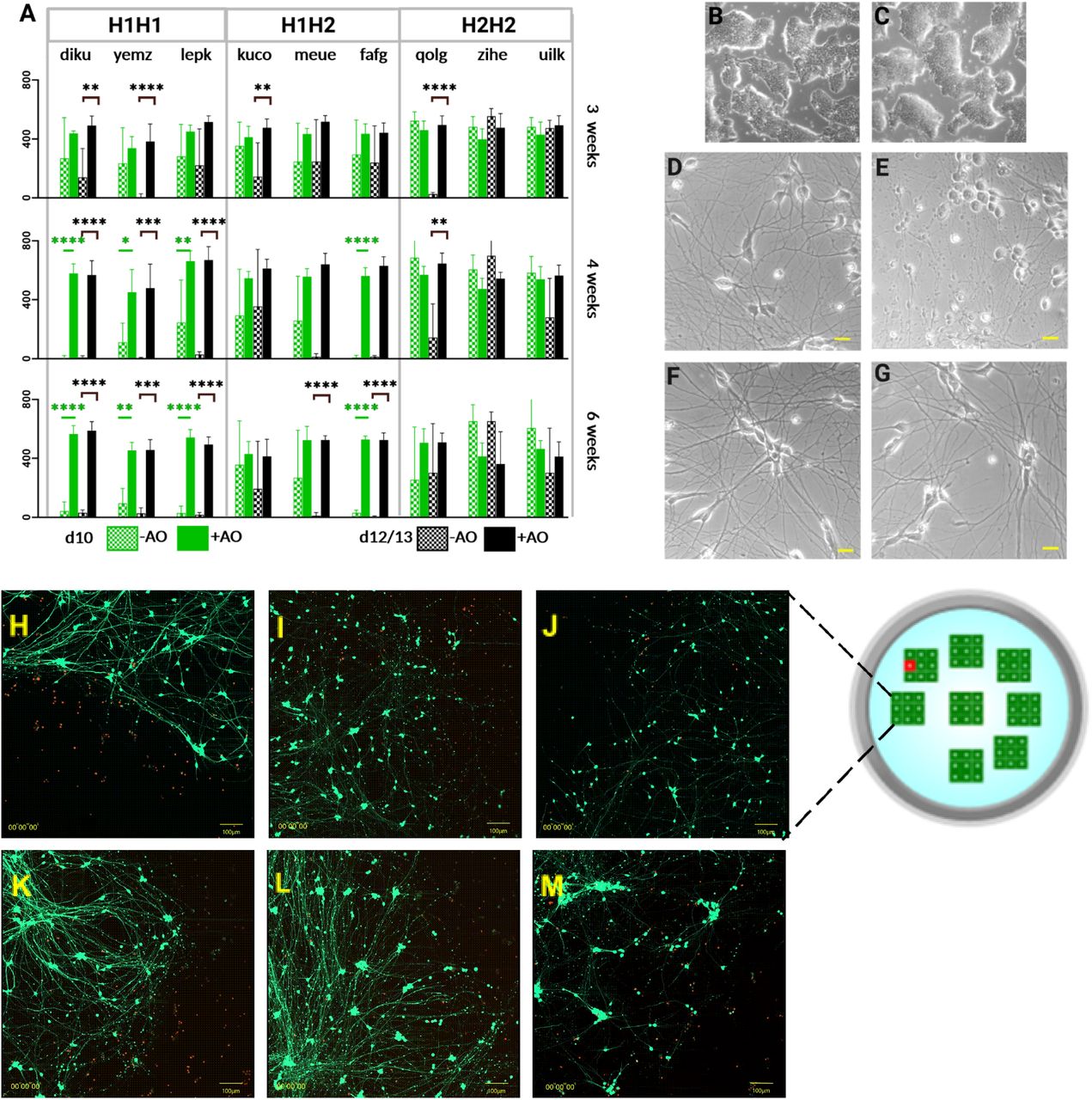 Celltrace Calcein Green | Thermo Fisher | Bioz