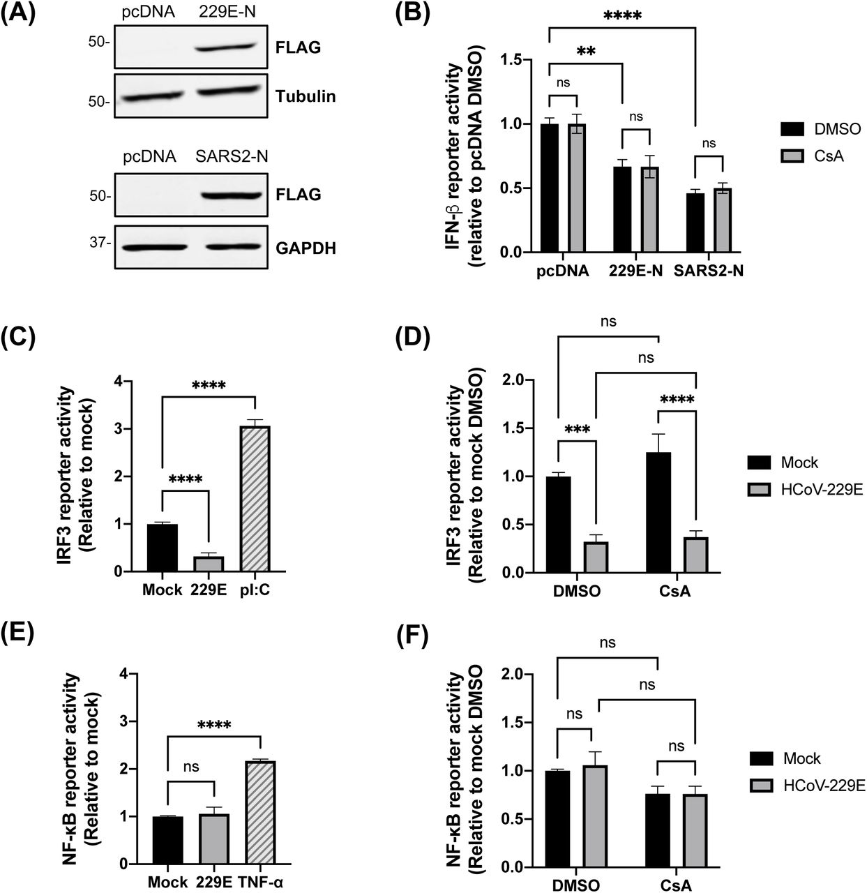 293t 17 Cells | ATCC | Bioz