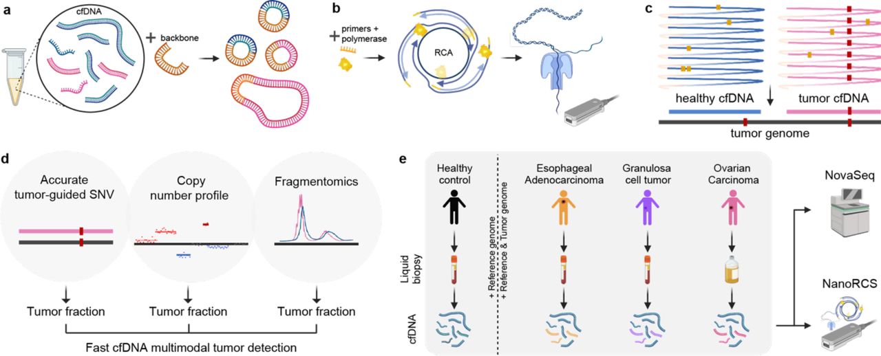 Phi29 Dna Polymerase | new england biolabs | Bioz