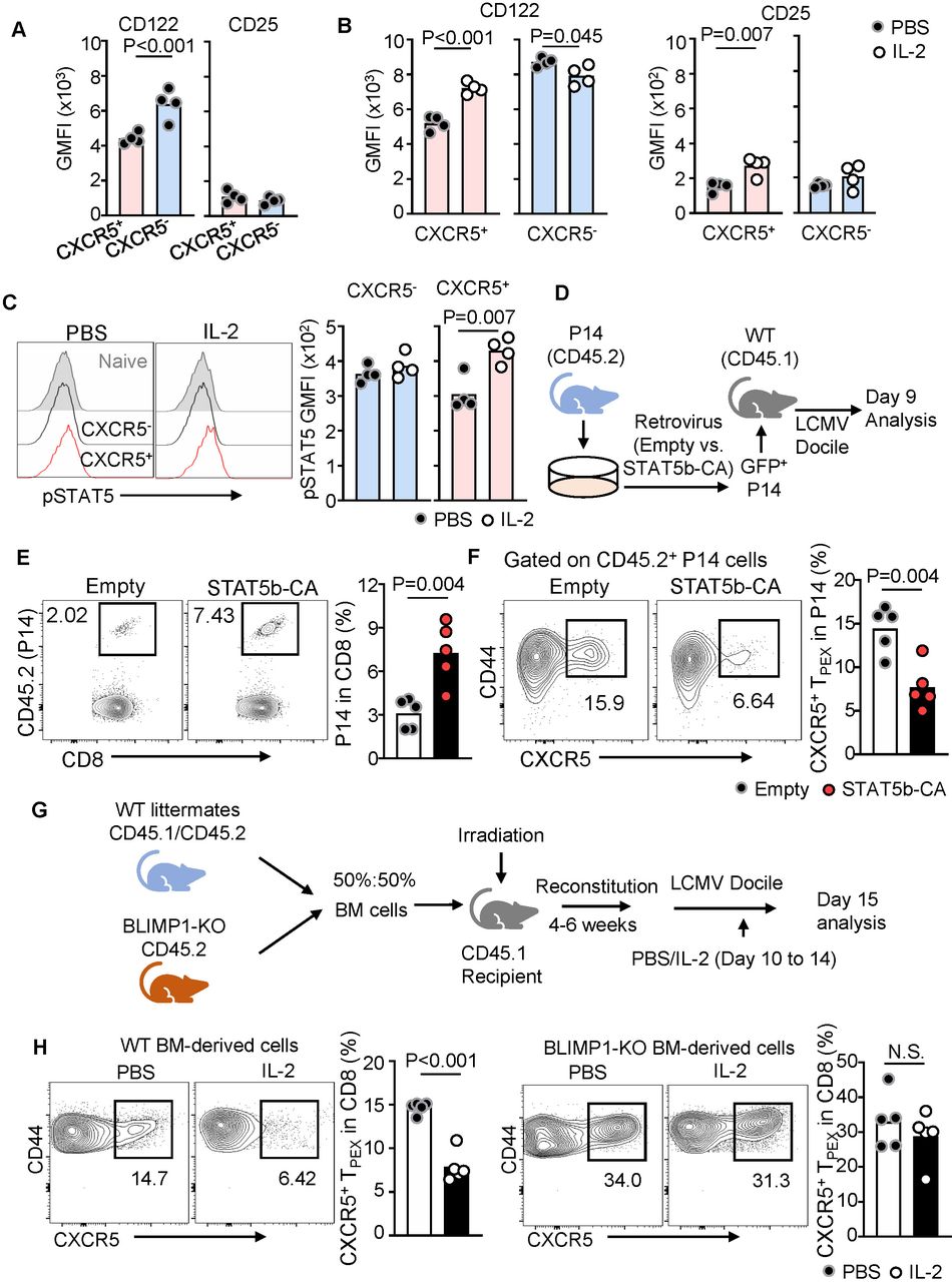 P14 Mice | The Jackson Laboratory | Bioz