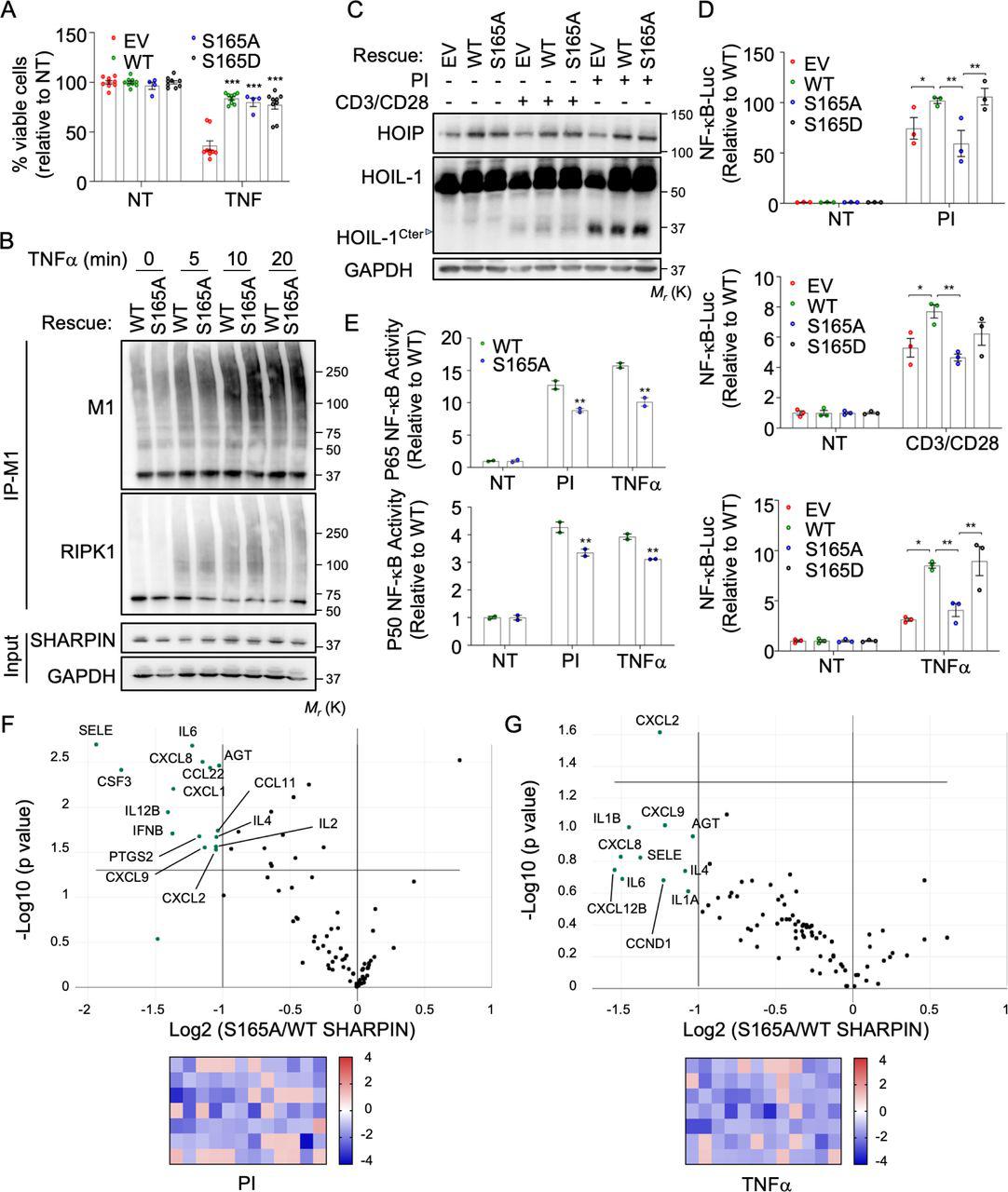 Pma Plus Ionomycin | Becton Dickinson | Bioz